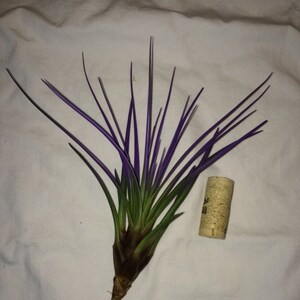 Purple Tricolor | Etsy