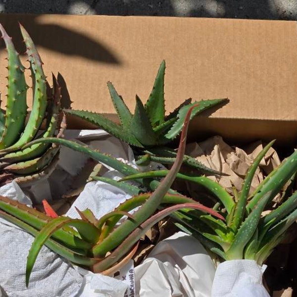 Specimen 5g Aloe Esculenta,rarely Seen Aloe of Angola. Gorgeous ...