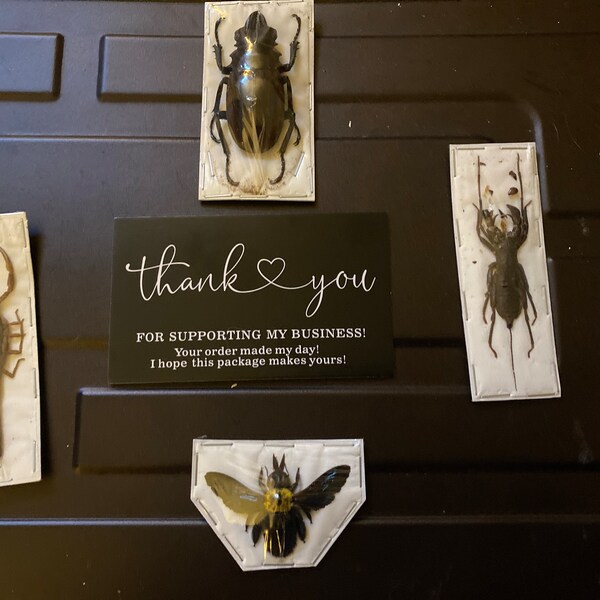 Assorted Bugs Insects Specimen Wholesale Mix Lot Bulk - Etsy UK