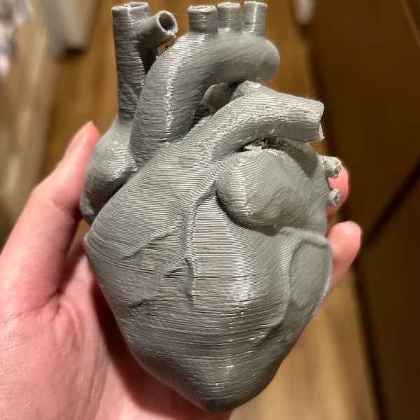 Heart | Human Heart | 1-1 Scale - Etsy