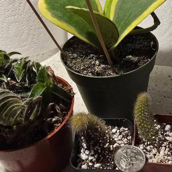 Giant Watch Chain, Princess Pine, Live Potted Succulent in 4" Pot - Etsy