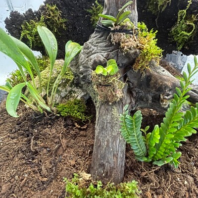 Spoon Leaved Moss Bryoandersonia Illecebra Live Terrarium Moss - Etsy