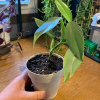 Syngonium Three Kings Starter Plant ALL STARTER PLANTS Require You to ...