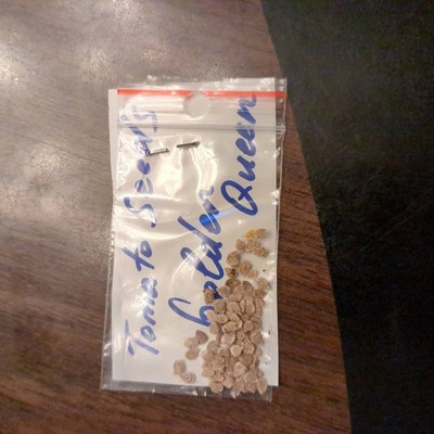 Celosia Flower Seeds Bullfighter Flower Seeds - Etsy