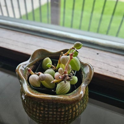 String of Watermelon Succulent Plants - Etsy