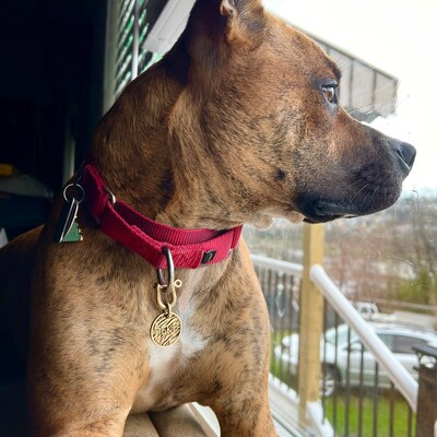 Brass Dog Tag, Personalized Brass Pet ID Tag, Custom Cat Tag, Unique ...