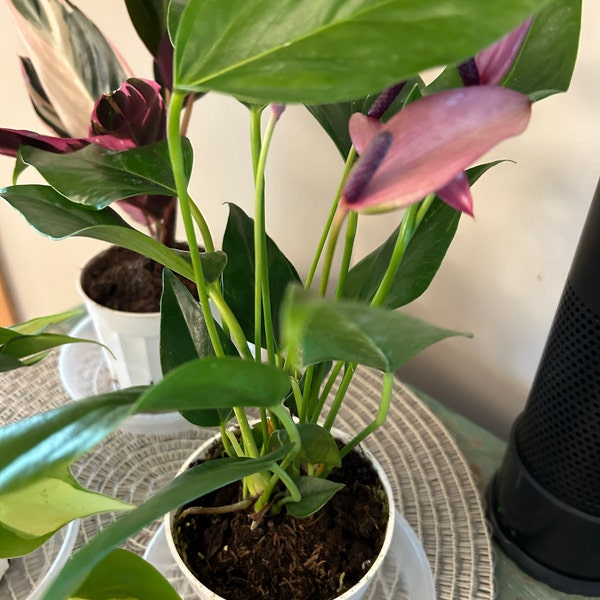 Red Maranta, Prayer Plant, 4inch Pot, Hopewind Plants Shop - Etsy