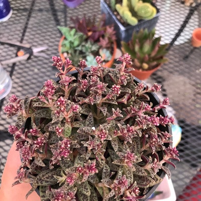 Crassula Picturata tiger Jade 4 - Etsy