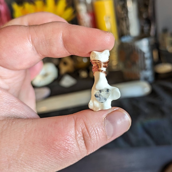 1 Raccoon Calcaneus Bone | Real Animal Bones | Curiosity Cabinet | Bone ...
