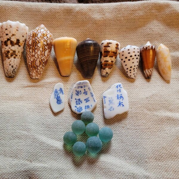 Japanese Turban Shell Lid / Sea Shells / 100% Natural & Genuine / for ...