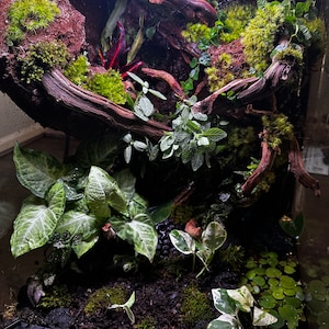 Spoon Leaved Moss Bryoandersonia Illecebra Live Terrarium Moss - Etsy