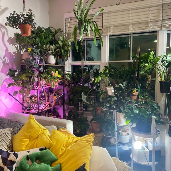 Peperomia Incana, Felted Peperomia, Fuzzy, Soft Hairy Leaves. Fast ...