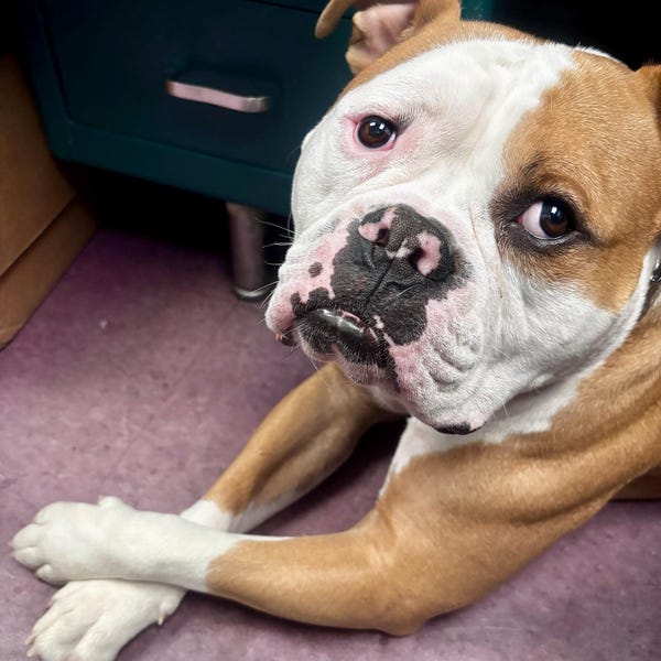 All-natural Water Buffalo Cheek Rolls for Dogs – Long Lasting Rawhide ...