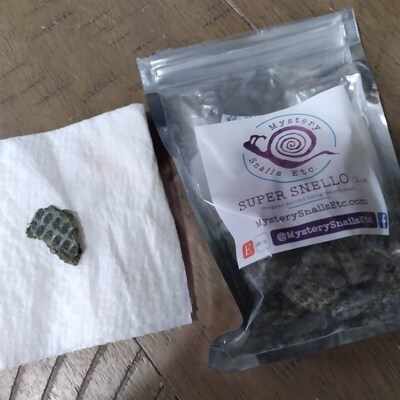 Snail Snacks 8oz, Food Pellets, Mystery Snail, Ramshorn Snail, MTS ...