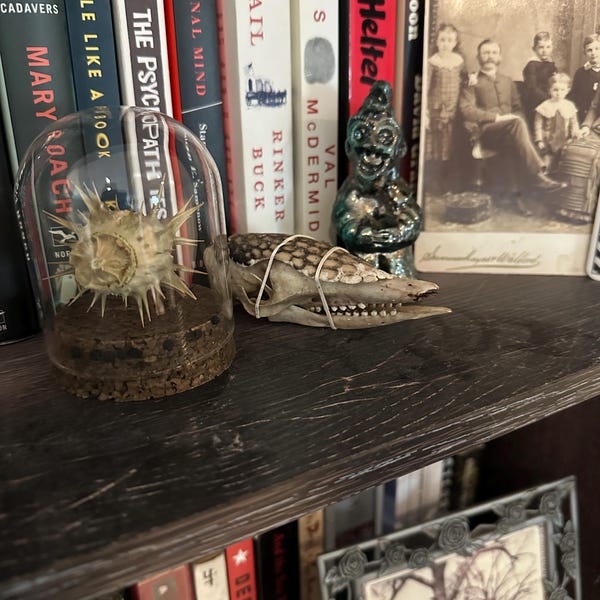 Datura Specimen Displays | Moonflower | Seed Pod |specimen | Oddity ...