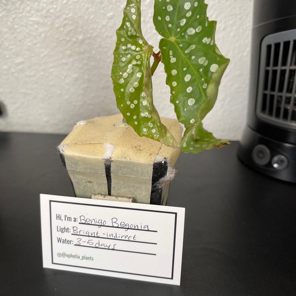 Opheliaplants - Etsy