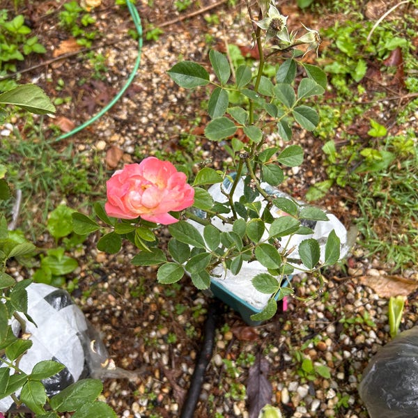 Rare New Rose. Red Juicy Terrazza. 红果汁，flower Machine. Continue ...