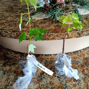 Chinese Elm Quart Container - Etsy