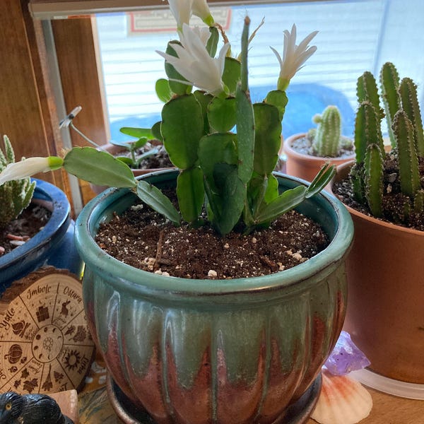 Spring Cactus - White Flowers - Schlumbergera Syn. Rhipsalidopsis ...