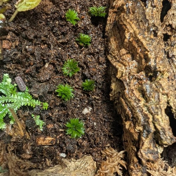 Cultivated Rose Moss// Rhodobryum Ontariense, 5, 10, 20 or 30 Plants ...