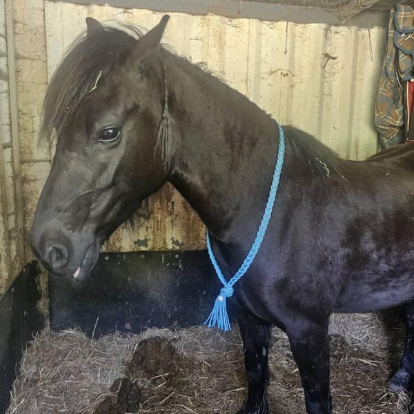 Saddle Grab Strap | Black Biothane | Balance Strap | Horse Riding ...