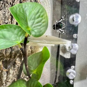 Magnetic Jumping Spider Mantis Staircase - Etsy