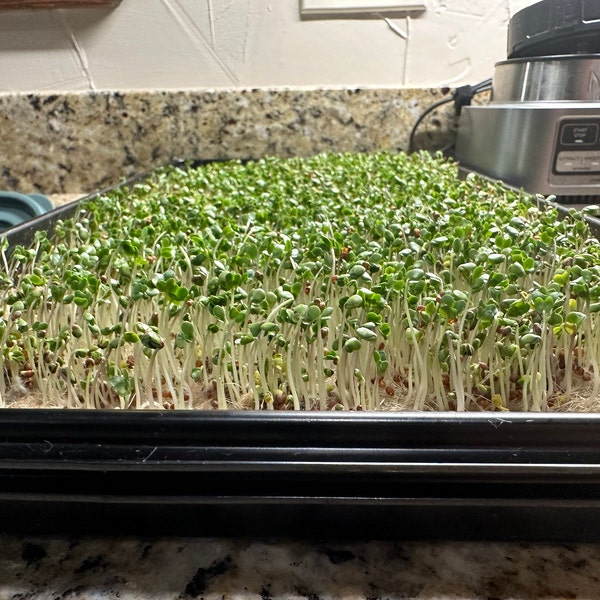 Wheatgrass Grow Kit Grow Your Own Wheatgrass Superfood in Your Home or ...