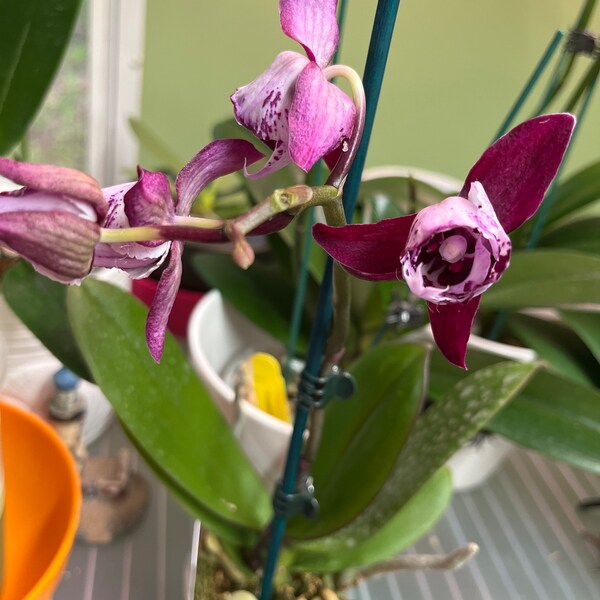 Orchid Phalaenopsis Phal. I-hsin Stacy. Mottled Leaves. Bloom Size ...