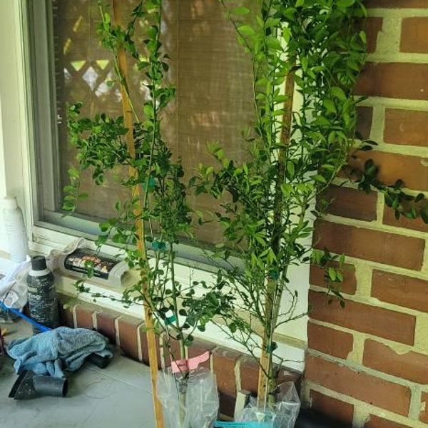 Australian Red Pulp Finger Lime Tree Please Read Description* - Etsy