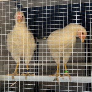 Chicken/bird Foot Tags - Etsy