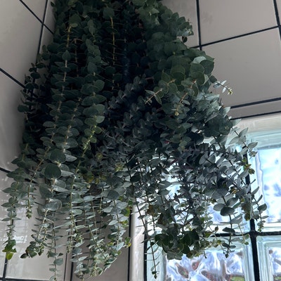 Fresh Eucalyptus Shower Bundle, Eucalyptus Shower Bundle, Indoor ...