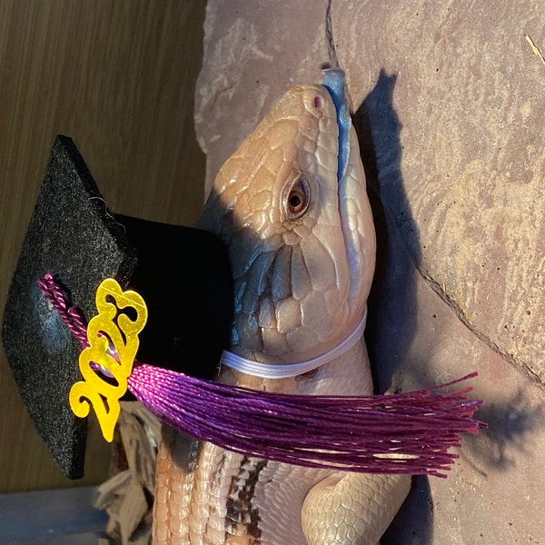 Graduation Caps for Small Animals - Etsy