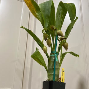 Cycnodes Taiwan Gold 'orange' (cycnoches Chlorochilon × Mormodes Badia ...