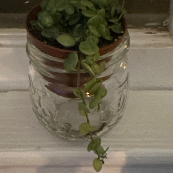 String of Turtles, Peperomia Prostrata, Turtle Vine, Trailing House ...
