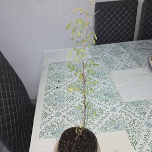 Seeds. Montezuma Cypress (taxodium Mucronatum) - Etsy