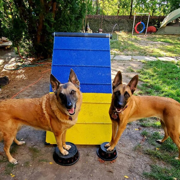 Dog Agility Panel Jump - Etsy