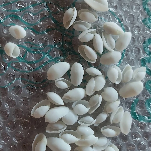 PALM BEACH White BUBBLE ~ 10-50pcs ~sea Shells ~ Jewelry Making - Etsy