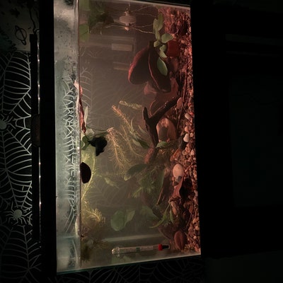 Roly Poly Guacamole Unisex Jersey Short Sleeve Tee Isopod - Etsy