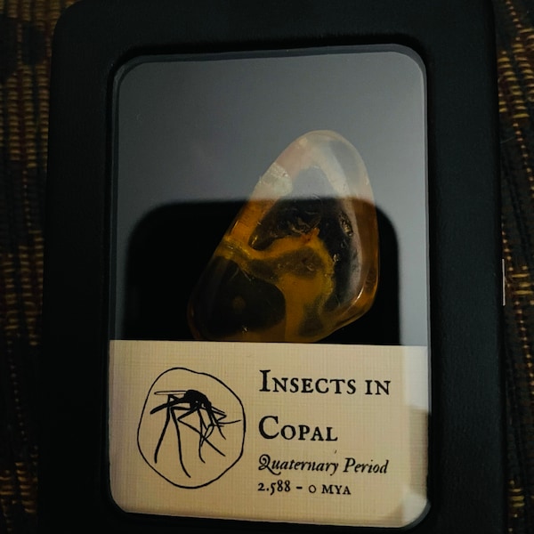 Insects in Copal, Quaternary Period, up to 2.5 Million Years Old - Etsy