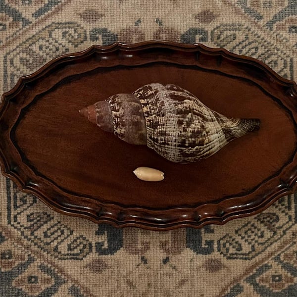 Large Specimen Grade 63.1mm CONUS Regius Royal, Crown Cone SEASHELL JB ...