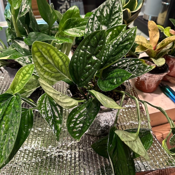 Monstera Peru in 6" Pot, Rare Plant, House Plant - Etsy