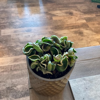 Elliot Planter Speckled Ombré Ceramic Pot in Multiple Sizes - Etsy