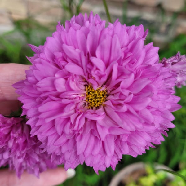 Double Dutch Rose Cosmos Flower Seeds - Etsy