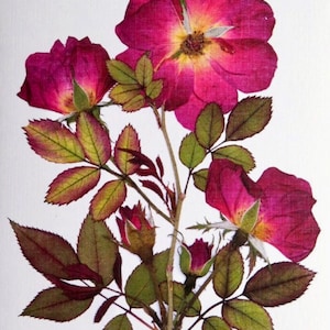 Knock Out Rose Card, Pressed Red Rose Image, Pressed Rose Flower Art ...