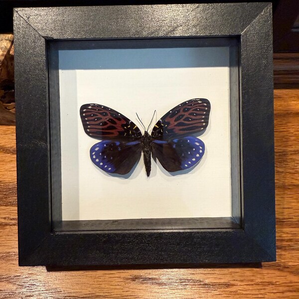 Real Eluina Eighty-eight Butterfly Framed Taxidermy - Diaethria Eluina ...