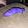 The Rock Fidget Slug - Etsy