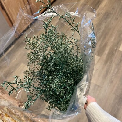 Preserved Dried Caspia Misty Green - Etsy