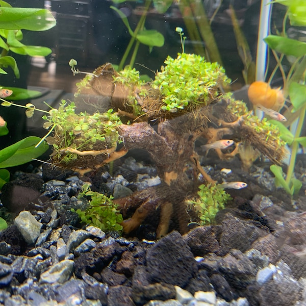 Small Aquarium Driftwood Bonsai Tree rooting Decoration for Terrarium ...