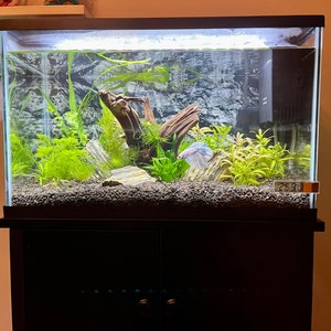 Mangrove Wood Lava Rocks. Nano Fish Tank Design. Hardscape for 30 ...