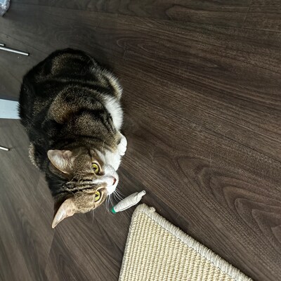 Cat Toys Felt Catnip Joints Set of 3 Available in Catnip, Lemongrass ...